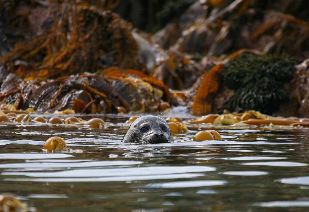 Impact of Seals on Salmon | PSF Marine Science Program
