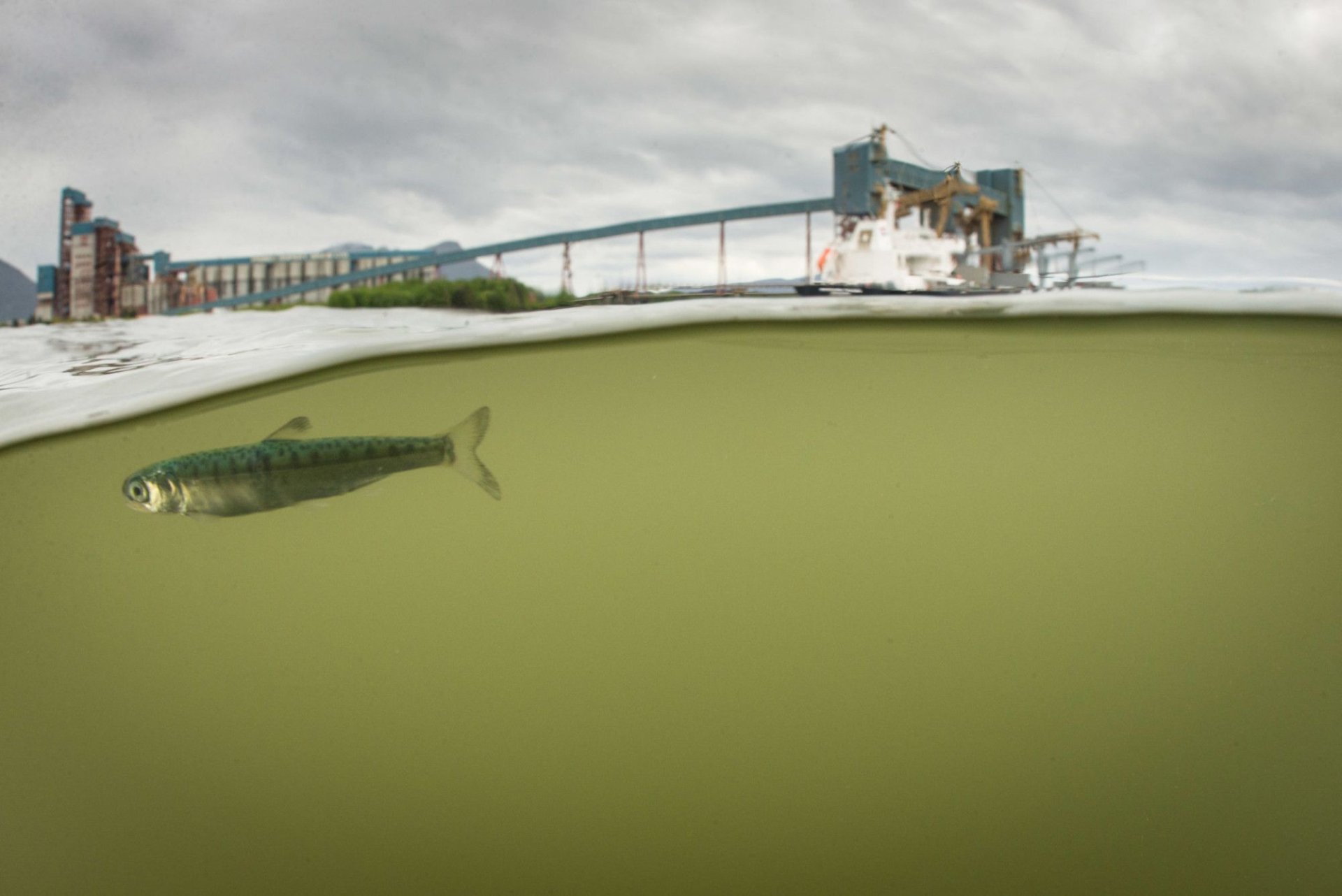 Salmon and Shoreline Modifications | PSF Marine Science Program