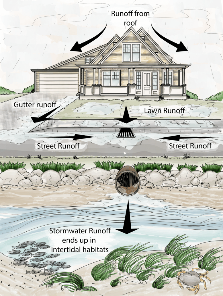 Nature-based Solutions to Manage Stormwater Runoff | PSF Marine Science ...