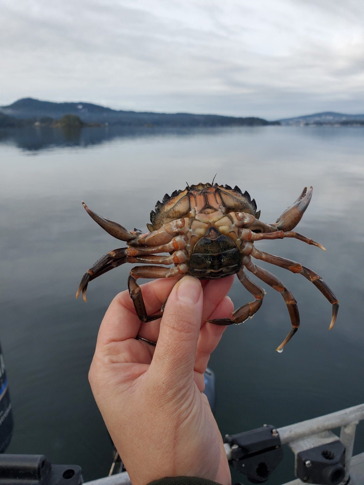 European Green Crab | PSF Marine Science Program