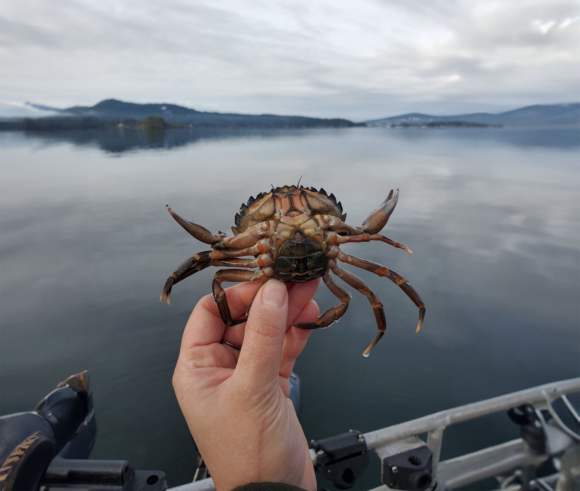 Invasive Species | PSF Marine Science Program