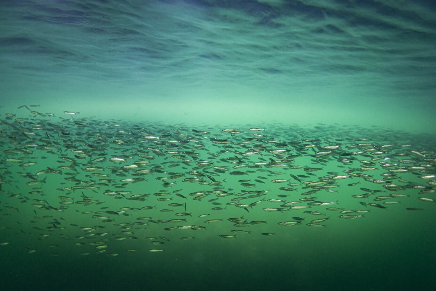 What are Nature-based Solutions | PSF Marine Science Program